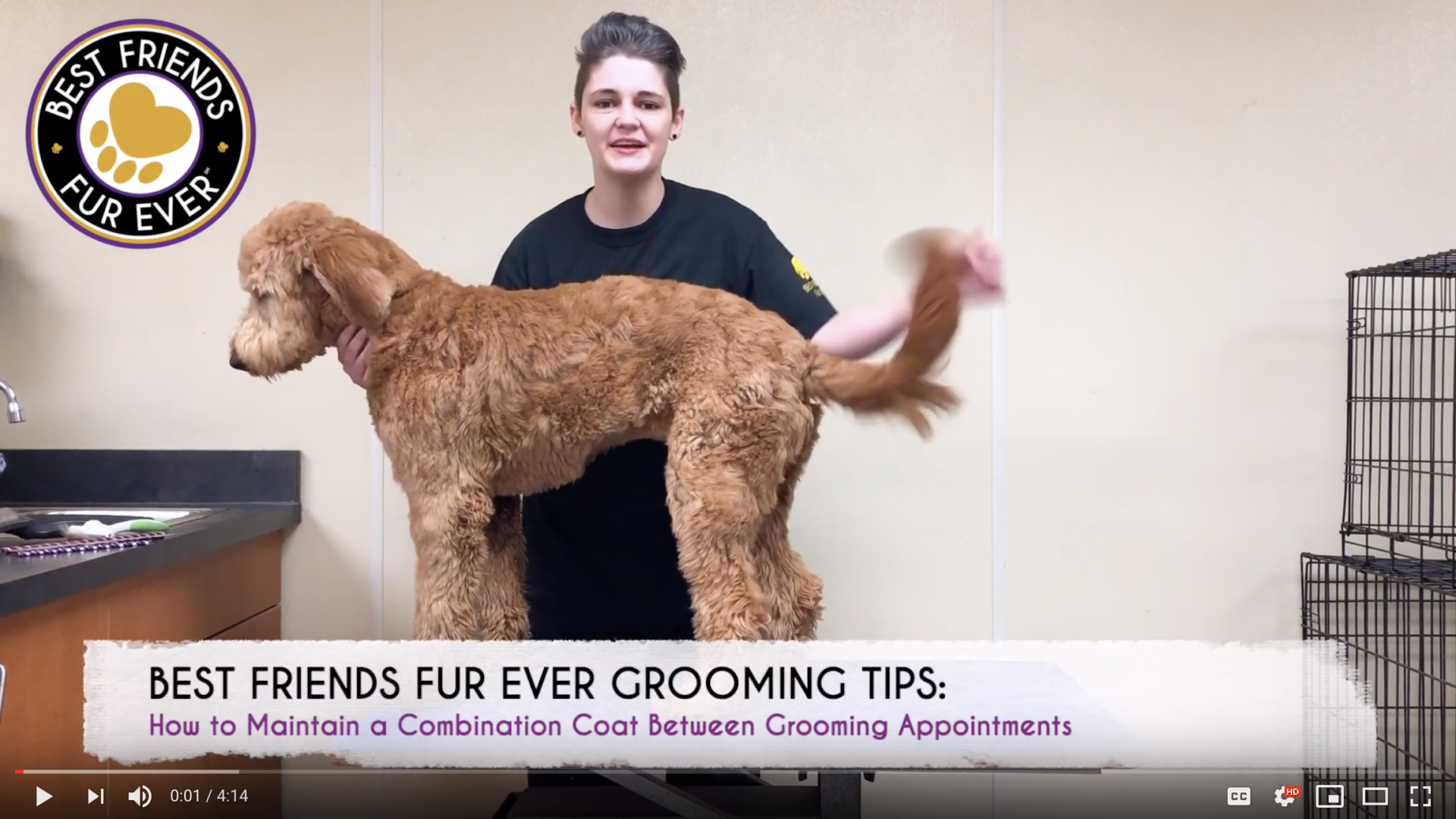 Dog Grooming Tips: How to Maintain Your Dog's Combination Coat - Best ...
