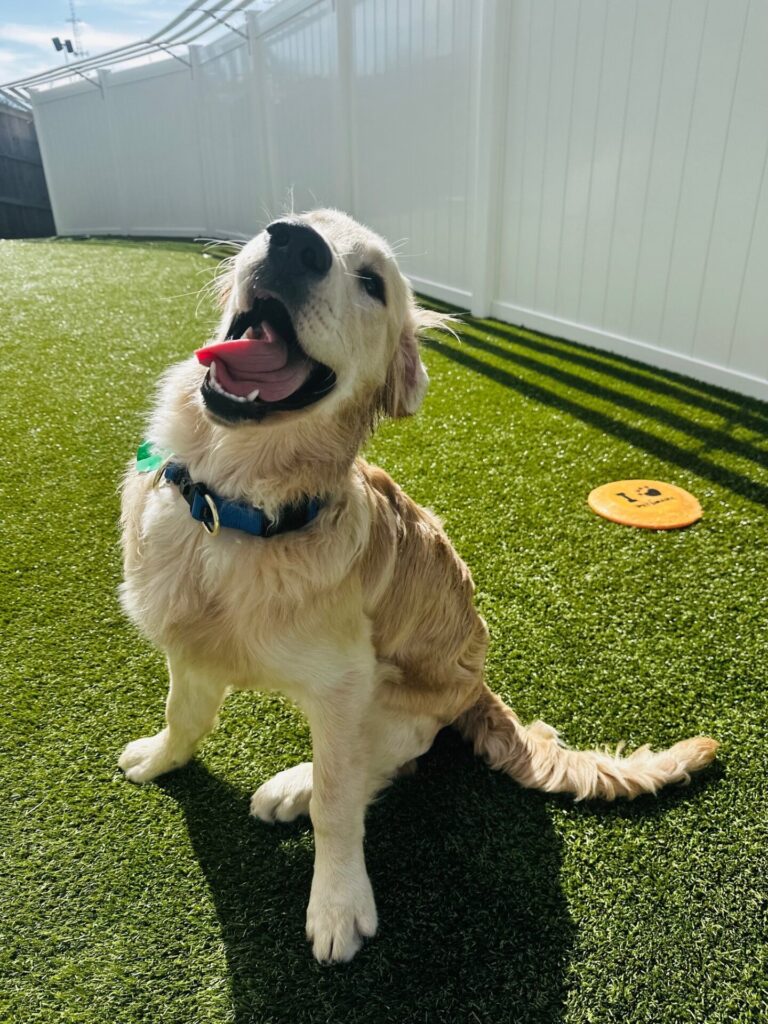 Finding a Home in All Dogs Welcome: A Tale of Acceptance - Best Friends ...